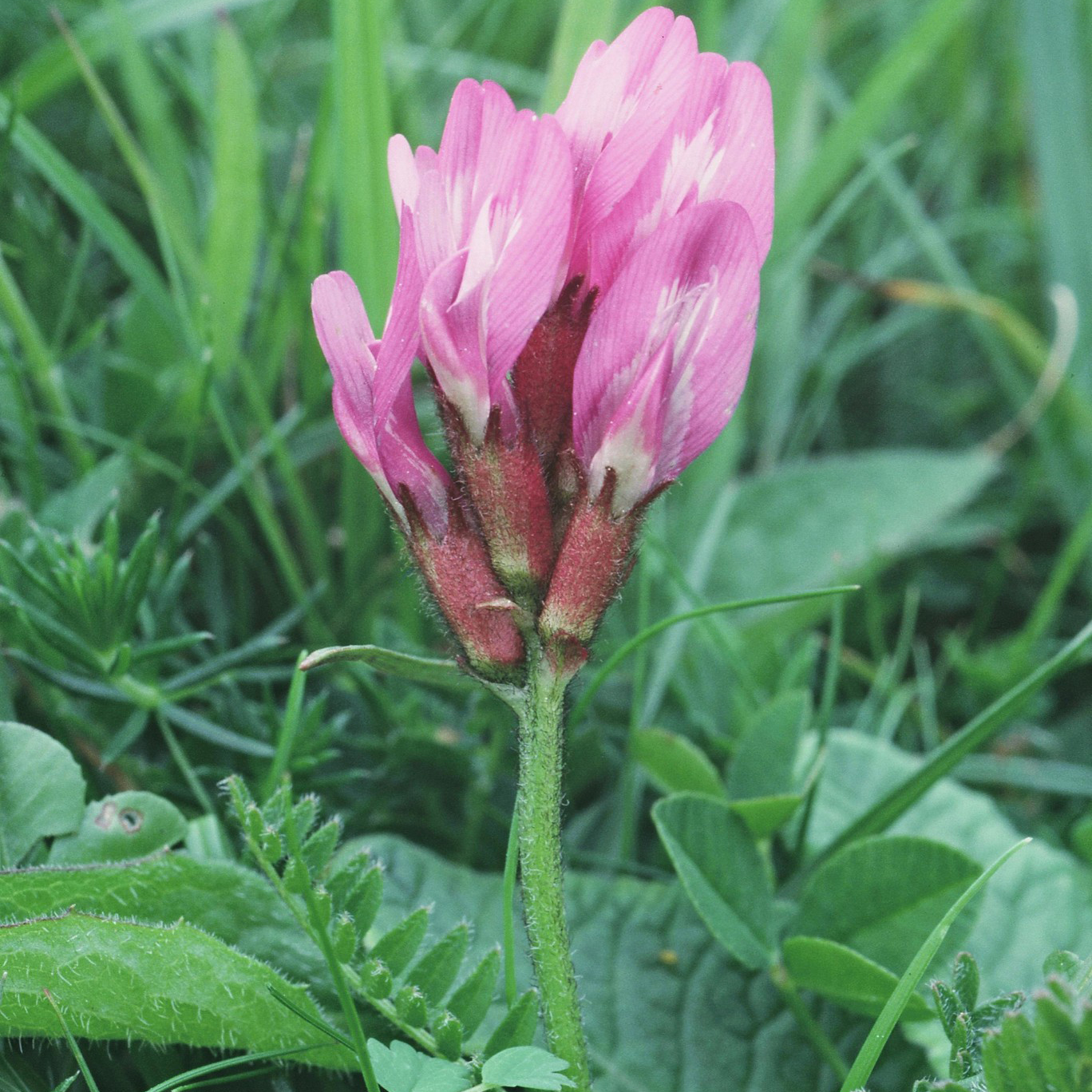 Purple Milk Vetch Suffolk Biodiversity Information Service Purple Milk Vetch Suffolk Biodiversity Information Service